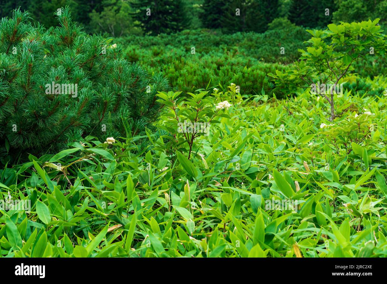 forest landscape of Kunashir island, monsoon coastal forest with dwarf ...