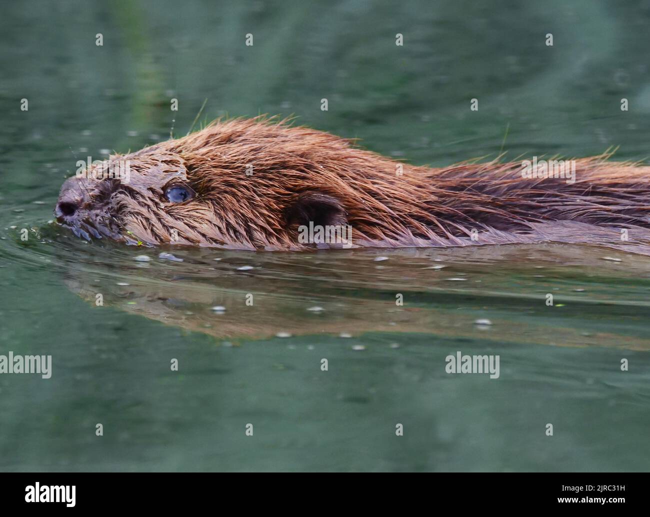 Schwimen fur hi-res stock photography and images - Alamy