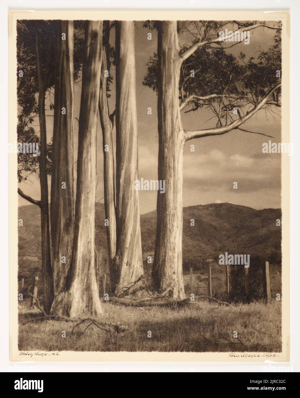 Stately gums, NZ, 1930-1931, Dunedin, by George Chance Stock Photo - Alamy