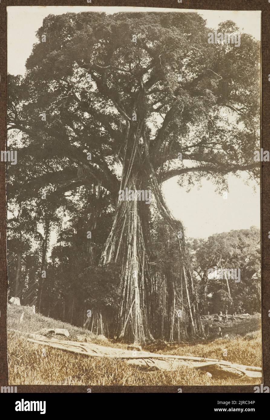 Samoa tree from the album hi-res stock photography and images - Alamy