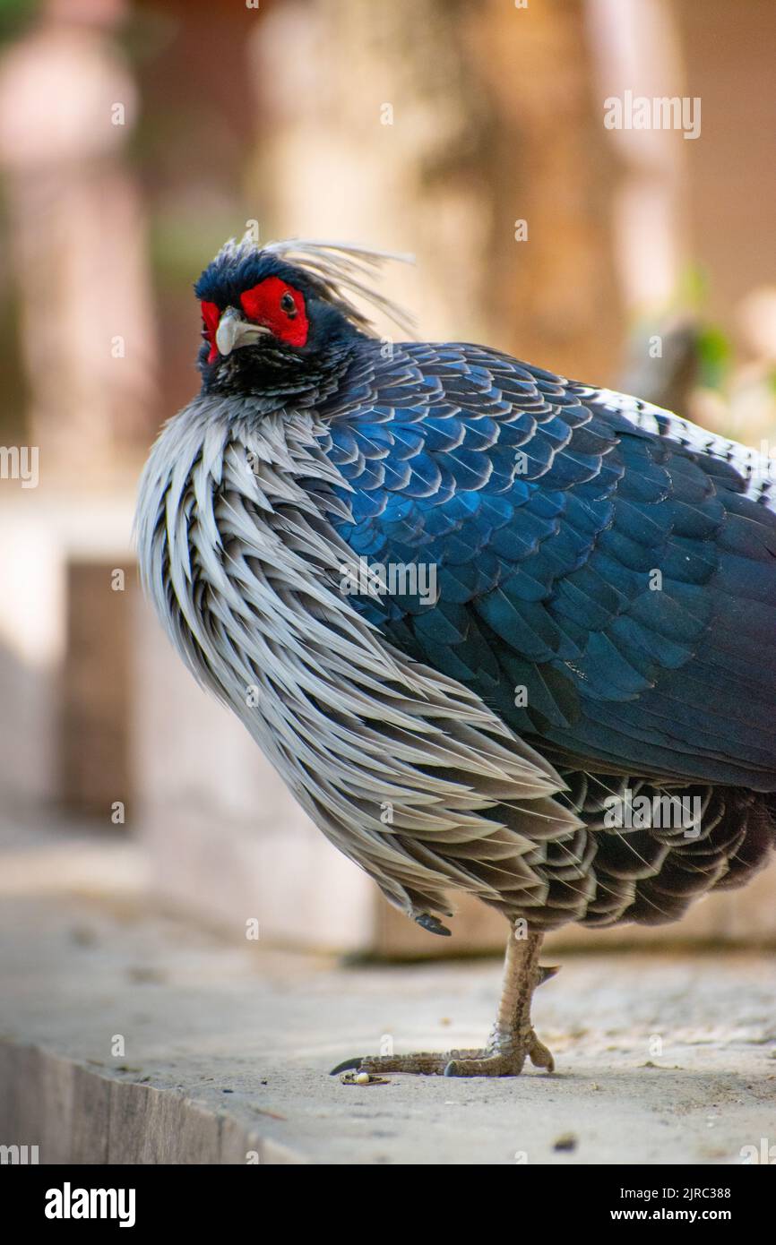 Himalayan kalij pheasant hi-res stock photography and images - Alamy