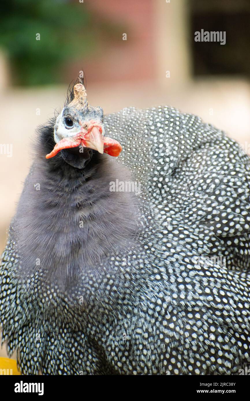 Himalayan kalij pheasant hi-res stock photography and images - Alamy