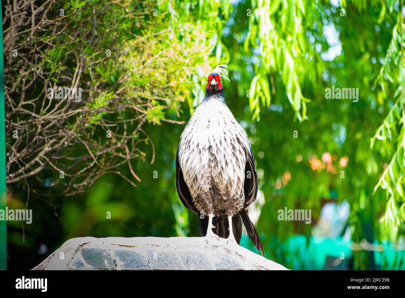 A closeup of a himalayan kalij pheasant Stock Photo - Alamy