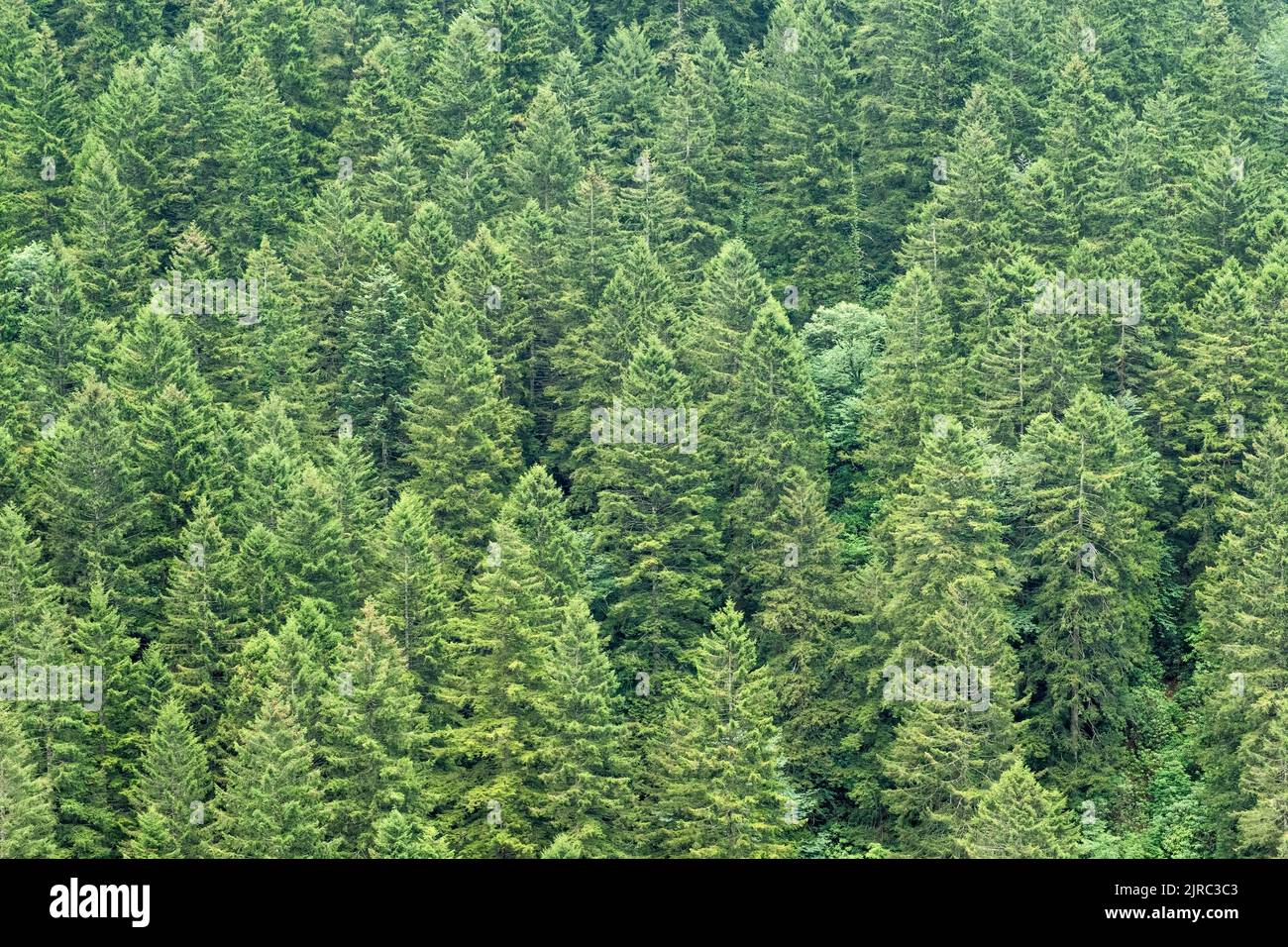 fir trees forest background Stock Photo - Alamy