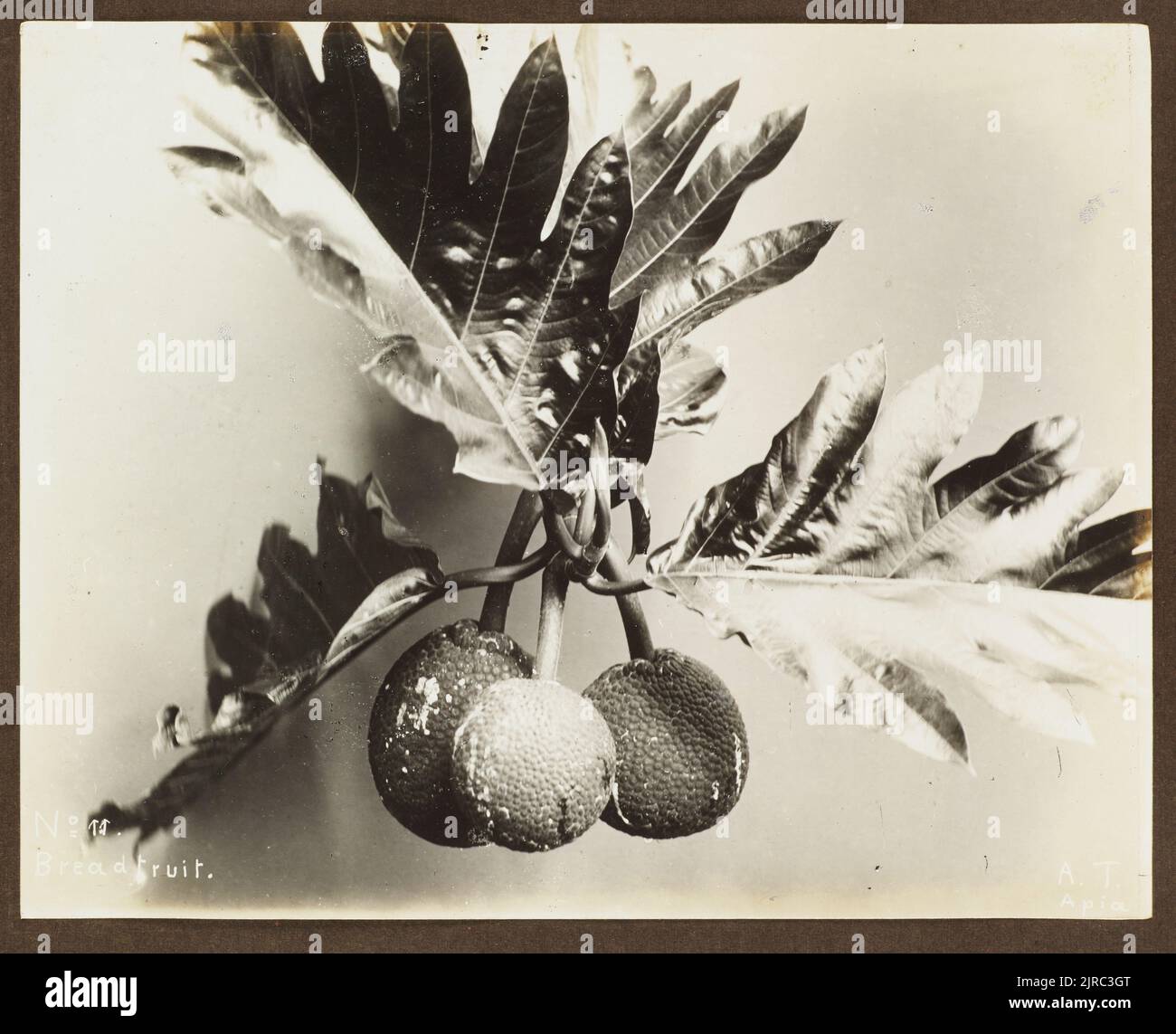 Breadfruit samoa hi-res stock photography and images - Alamy