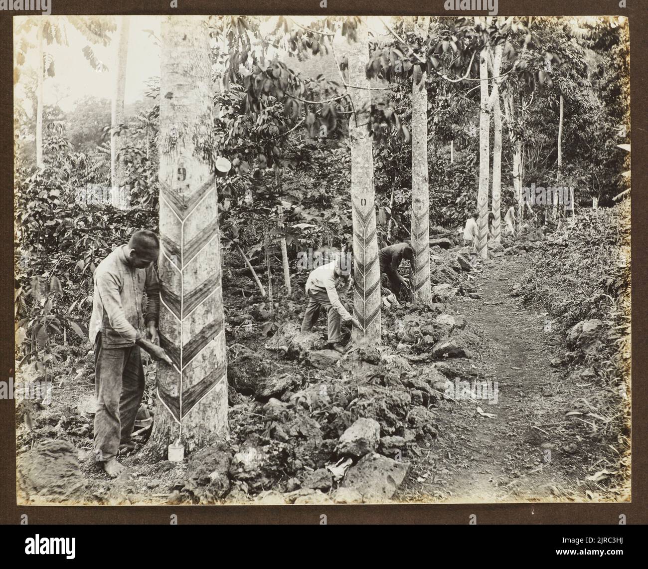 Tapping rubber trees. From the album: Samoa, circa 1918, Smoa, by ...