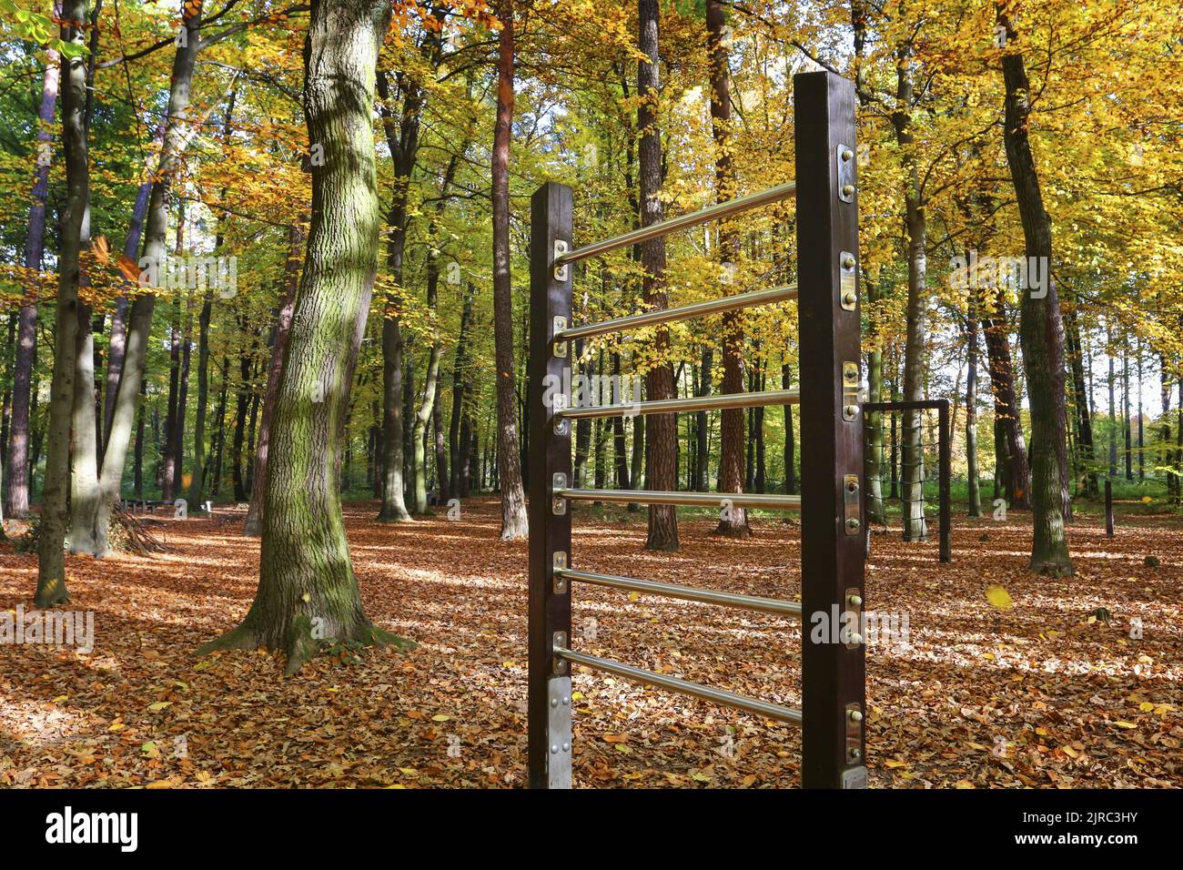 Exercise ladder in the forest. Relax place Stock Photo - Alamy