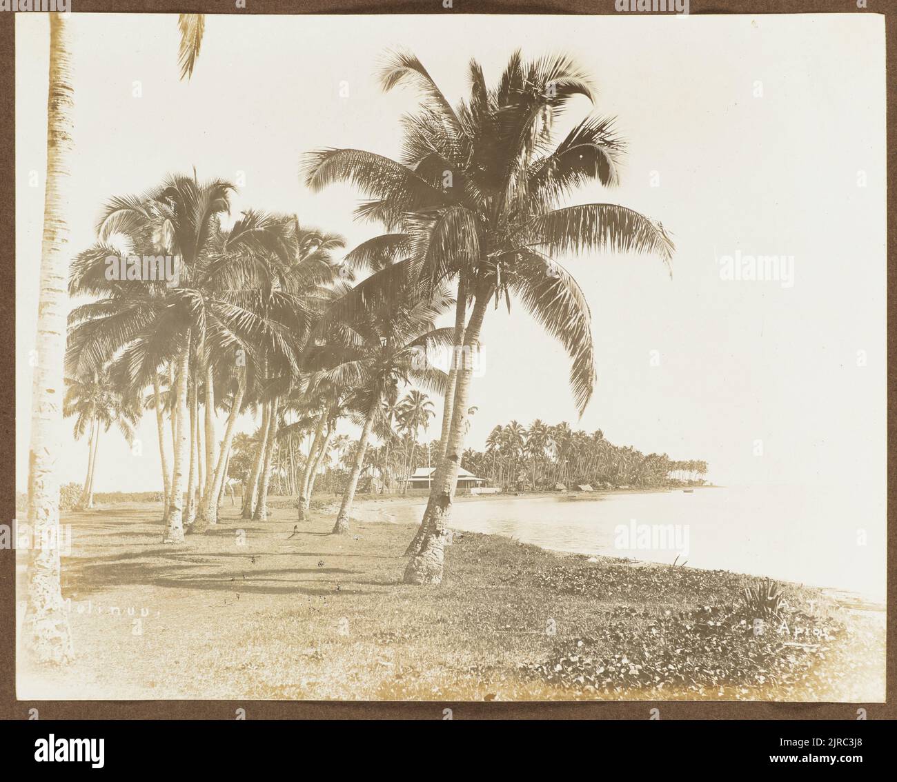 Samoa mulinuu from the album hi-res stock photography and images - Alamy