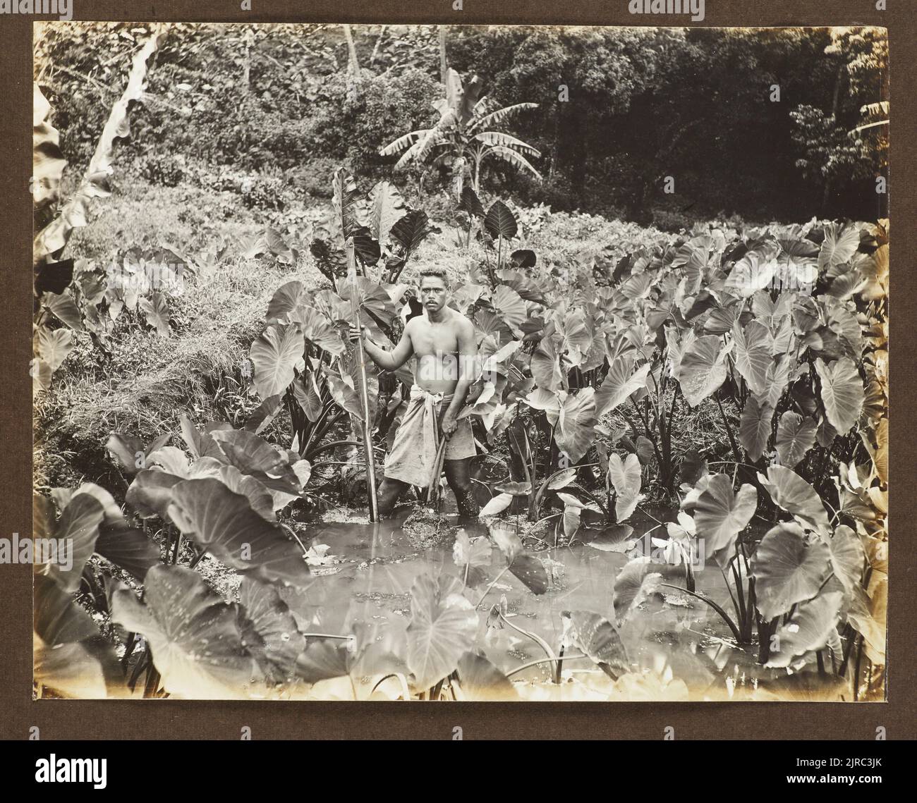 Man in taro plantation from the album hi-res stock photography and ...
