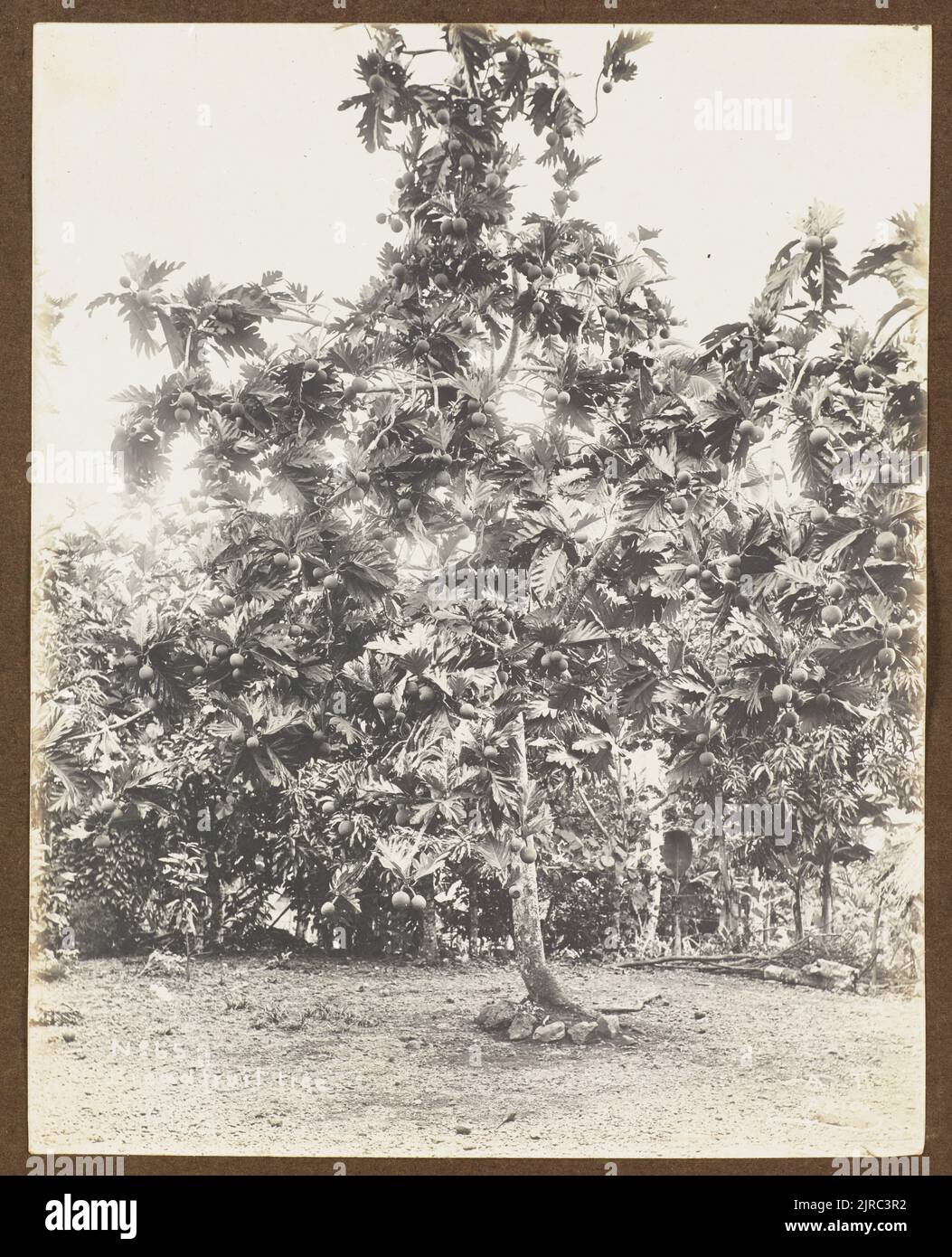 Breadfruit tree. From the album: Samoa, circa 1918, Sāmoa, by Alfred ...