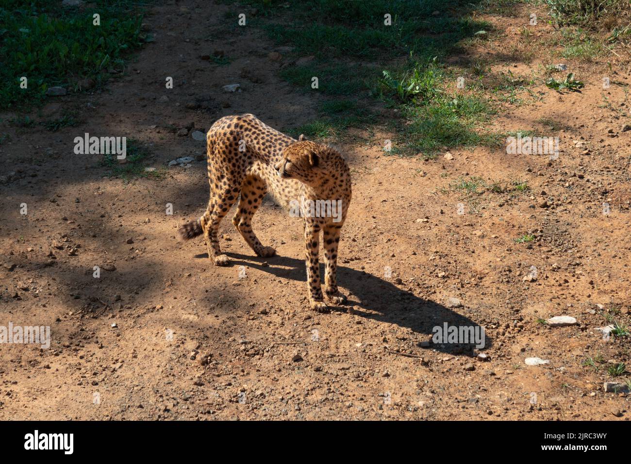 Lone cheetah in the savannah looking back warily. Horizontal ...