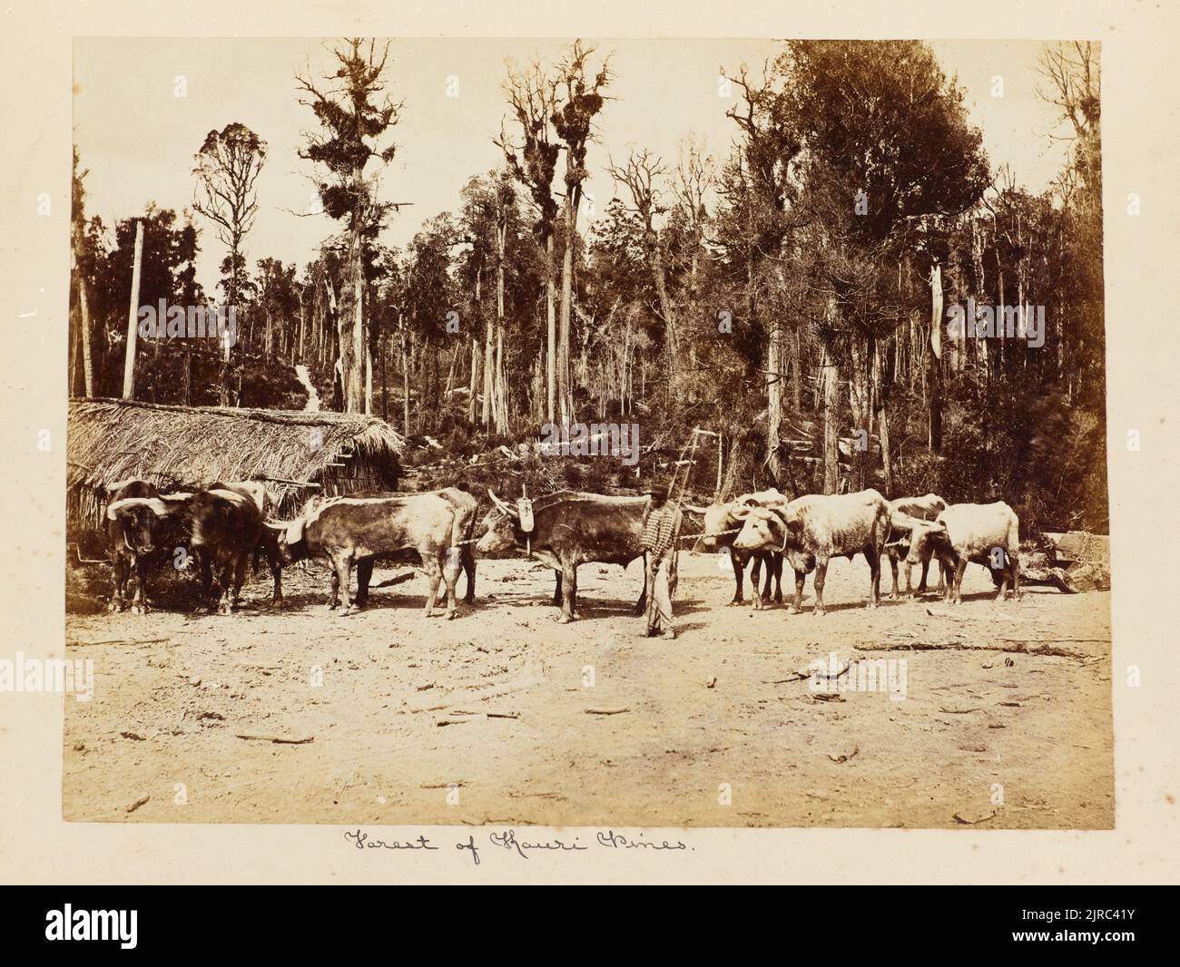 Forest of Kauri Pines. From the album: New Zealand album, circa 1870 ...