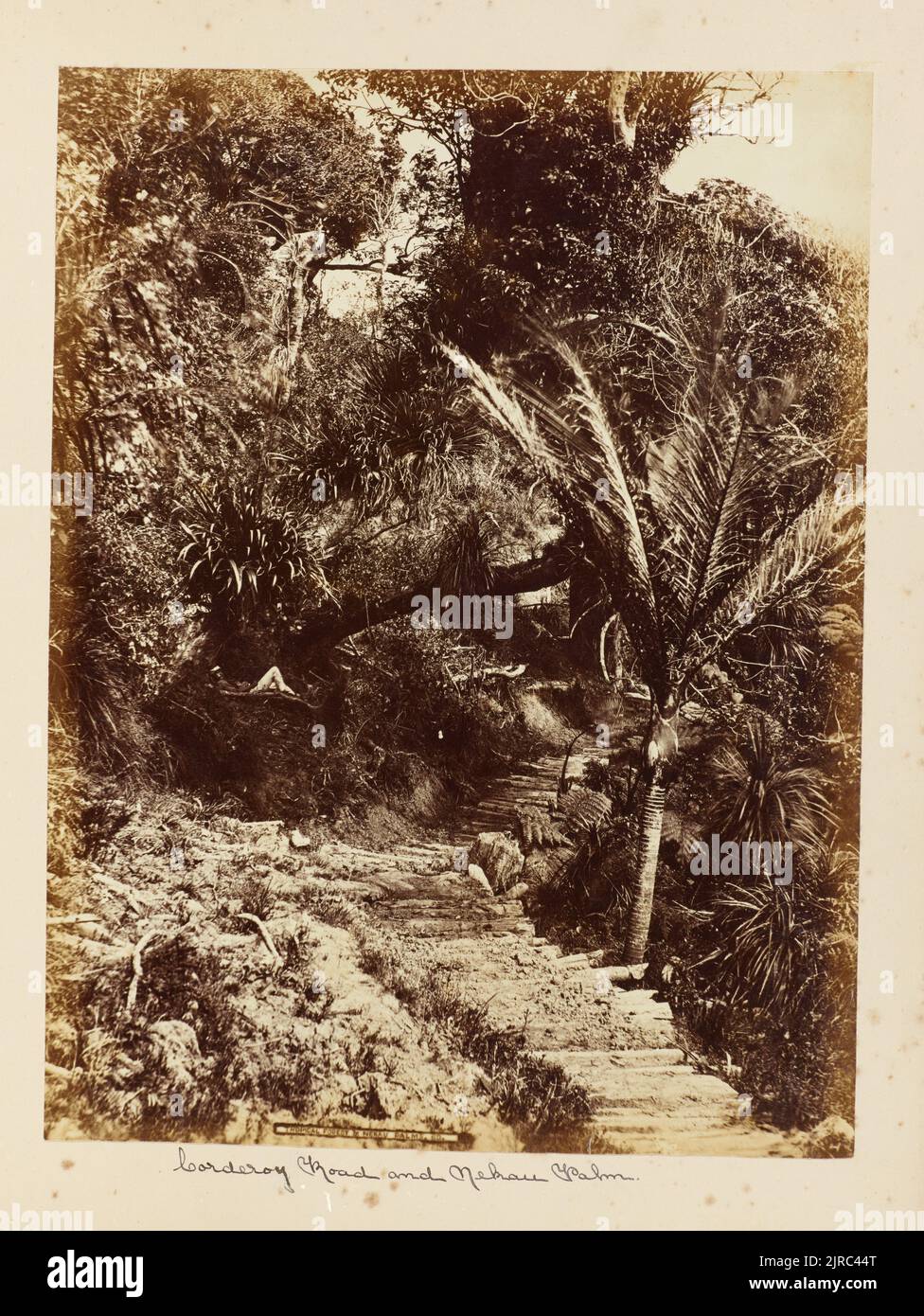 Topical Forest and Nikau Palms. From the album: New Zealand album ...