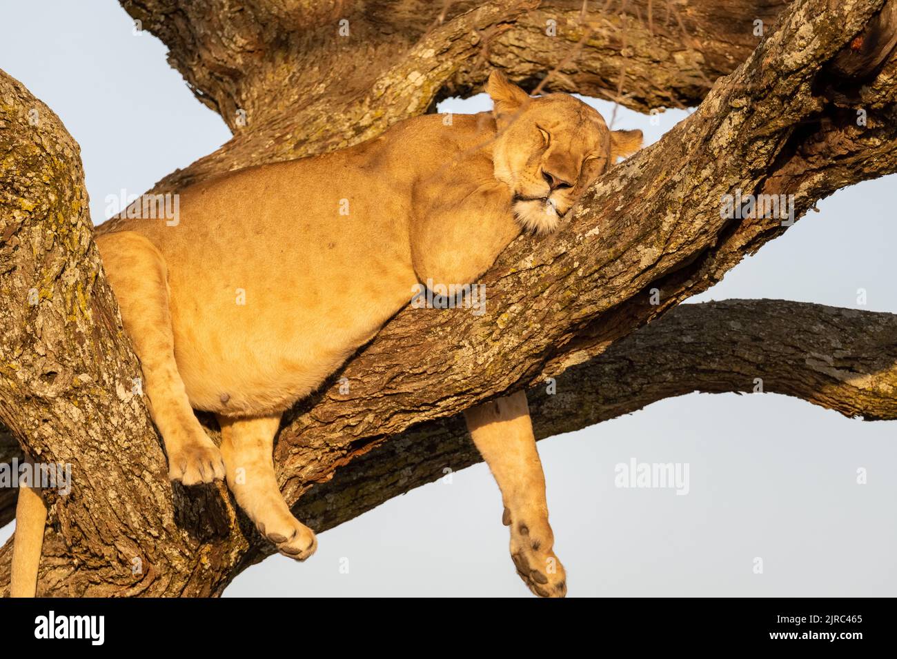 Lion and lioness lying by a tree hi-res stock photography and images ...