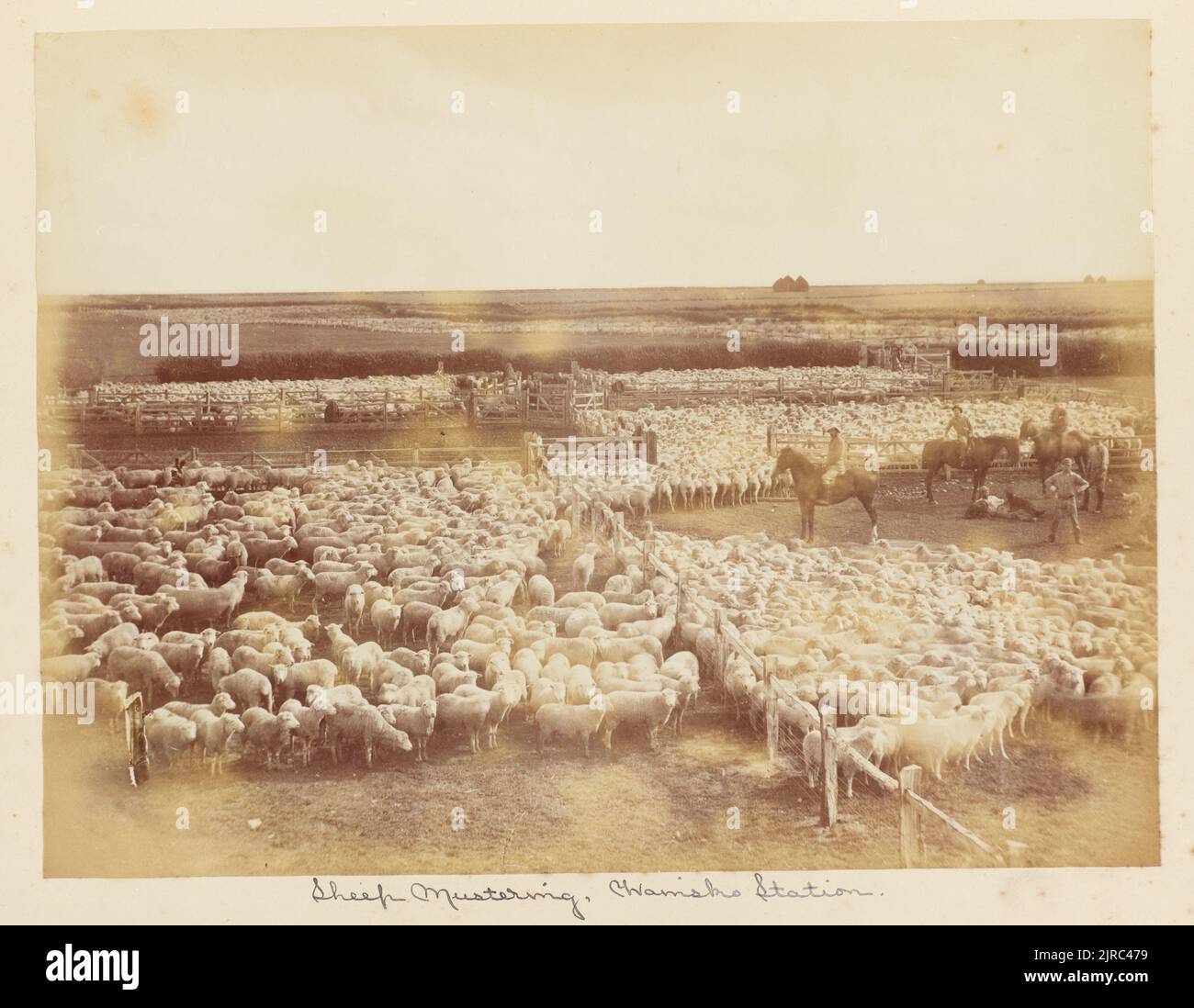 Sheep mustering. From the album: New Zealand album, circa 1880 ...