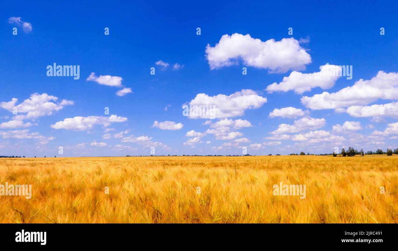 clouds in the blue sky over the millet field Stock Photo - Alamy