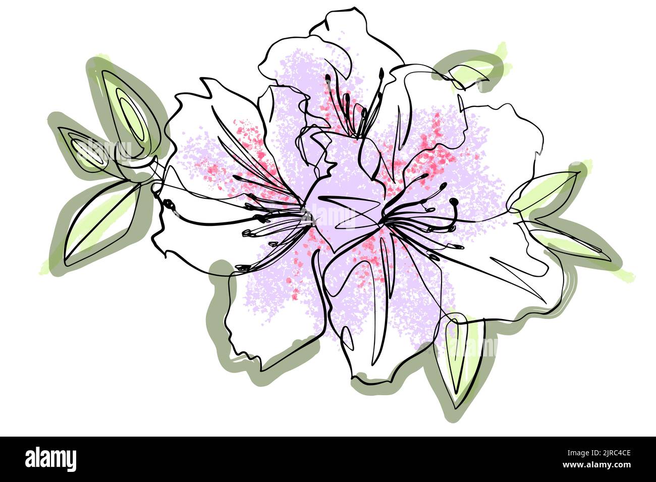 Flowering rhodadendrons, drawing in ink and paint Stock Vector Image ...