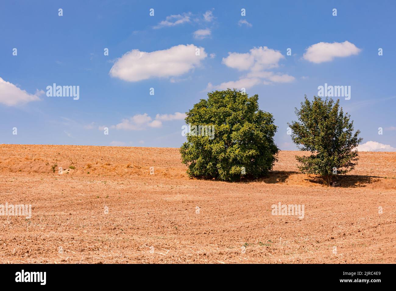 Corn field drought blue sky clouds sun hi-res stock photography and ...