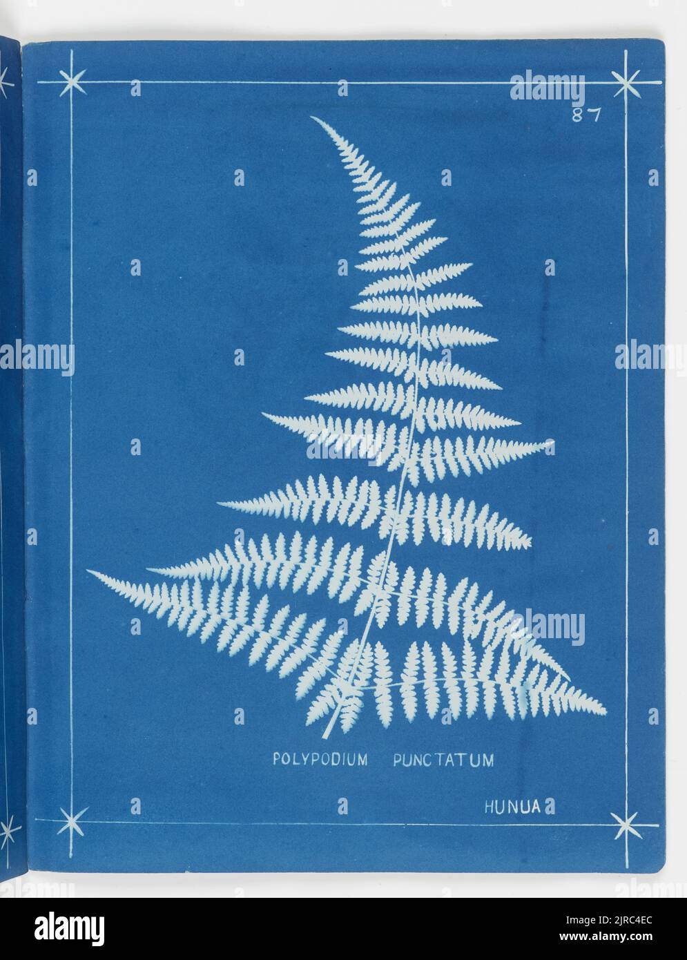 Polypodium punctatum hi-res stock photography and images - Alamy