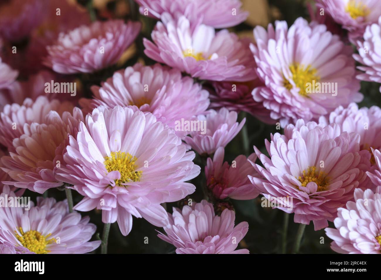 A beautiful pink chrysanthemum flowers. Aurumn decor Stock Photo - Alamy