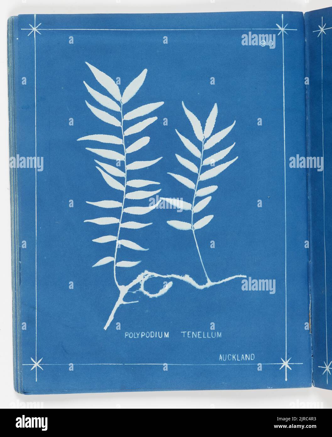 Polypodium tenellum, Auckland. From the album: New Zealand ferns,148 ...