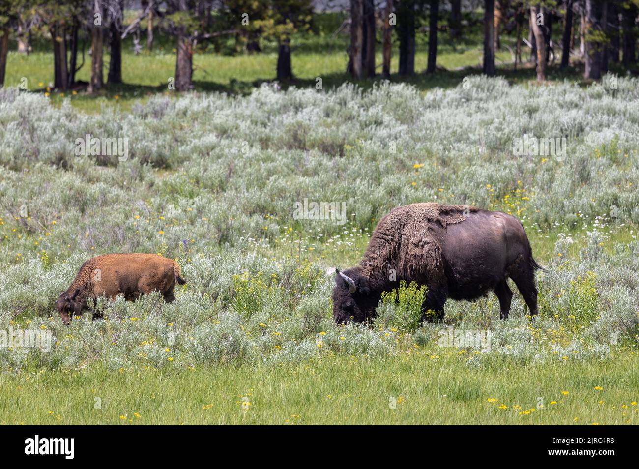 Bison Cow and Calf in Yellowstonw in Summer Stock Photo - Alamy