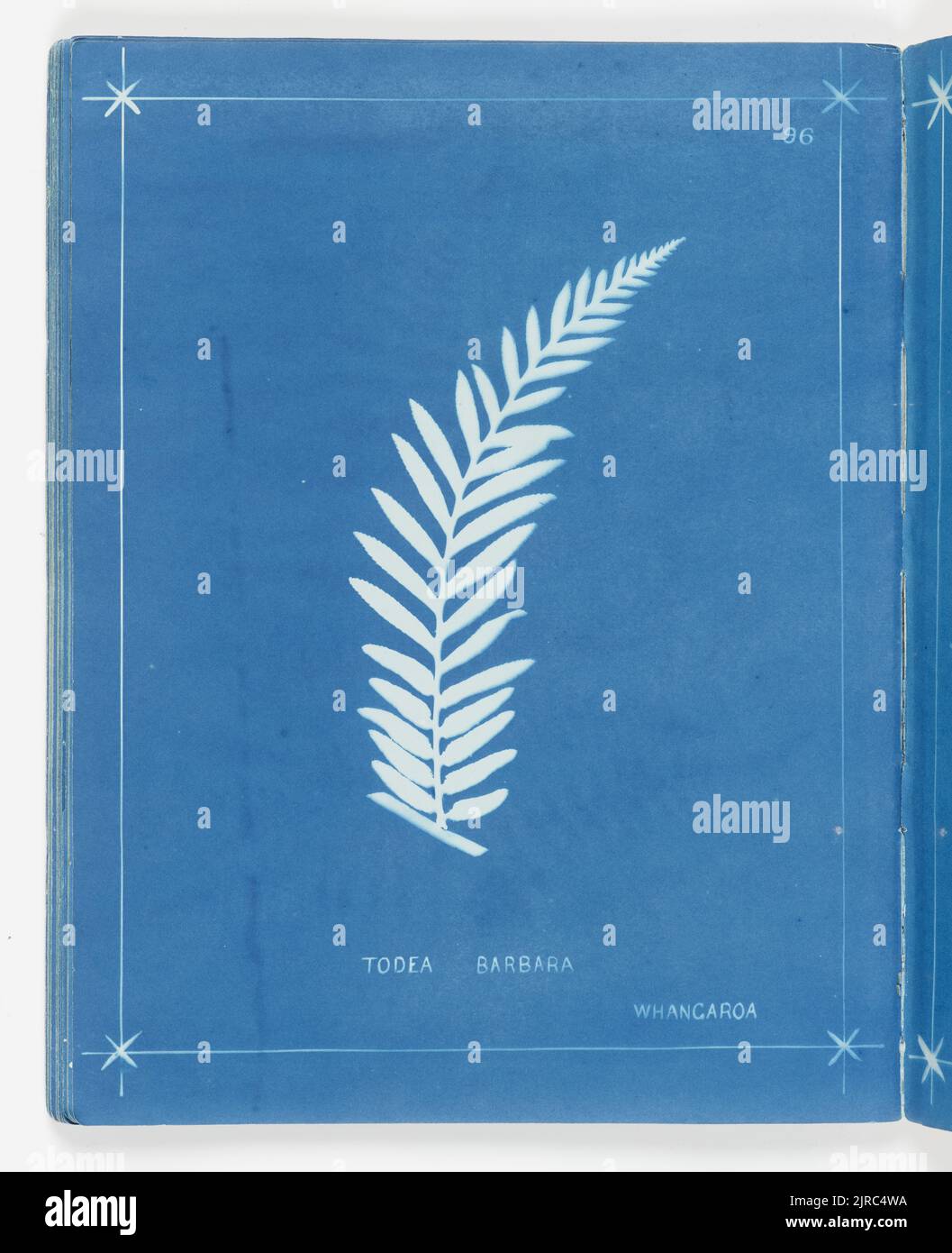 Todea barbara, Whangaroa. From the album: New Zealand ferns,148 ...