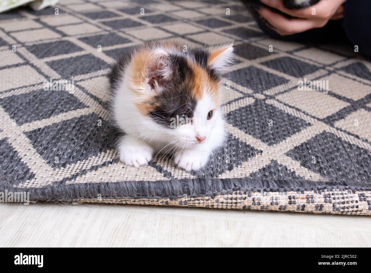 Tri color tabby hi-res stock photography and images - Alamy