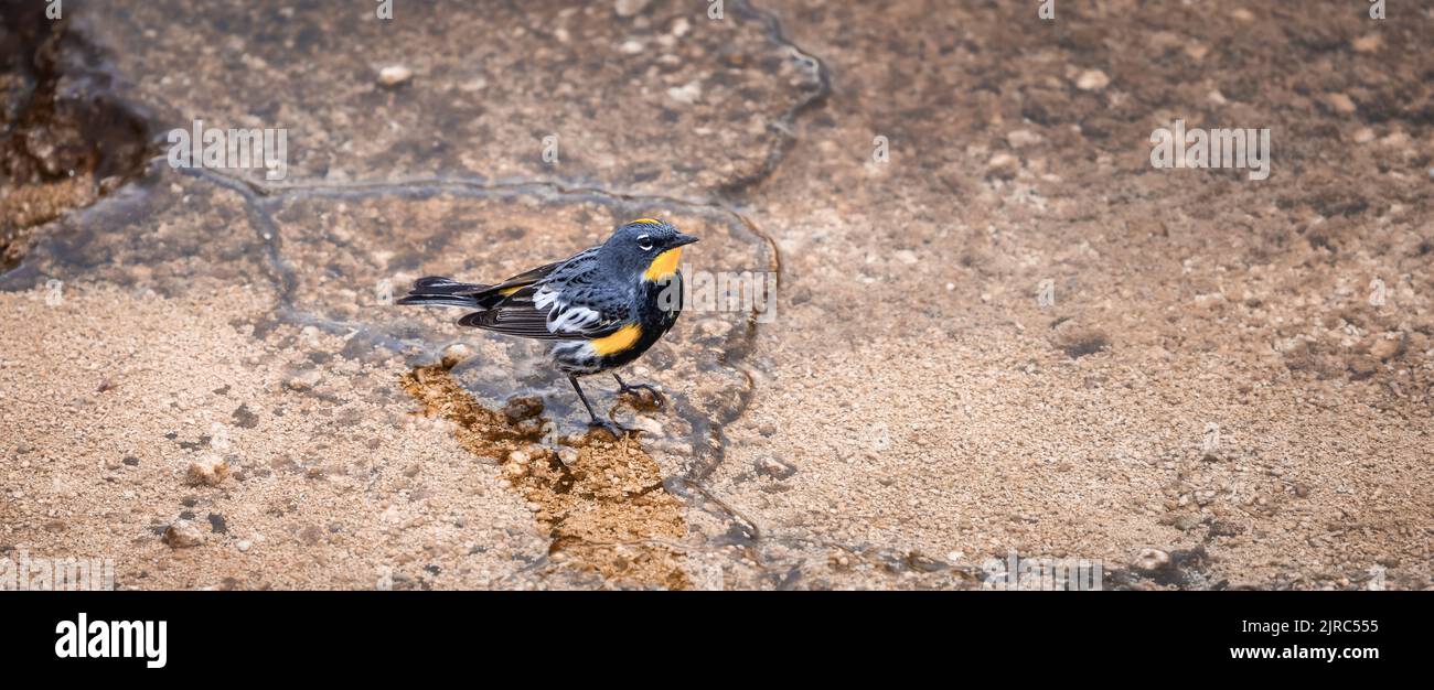 Small Colorful Bird at Hot Spring Landscape with unique ground ...