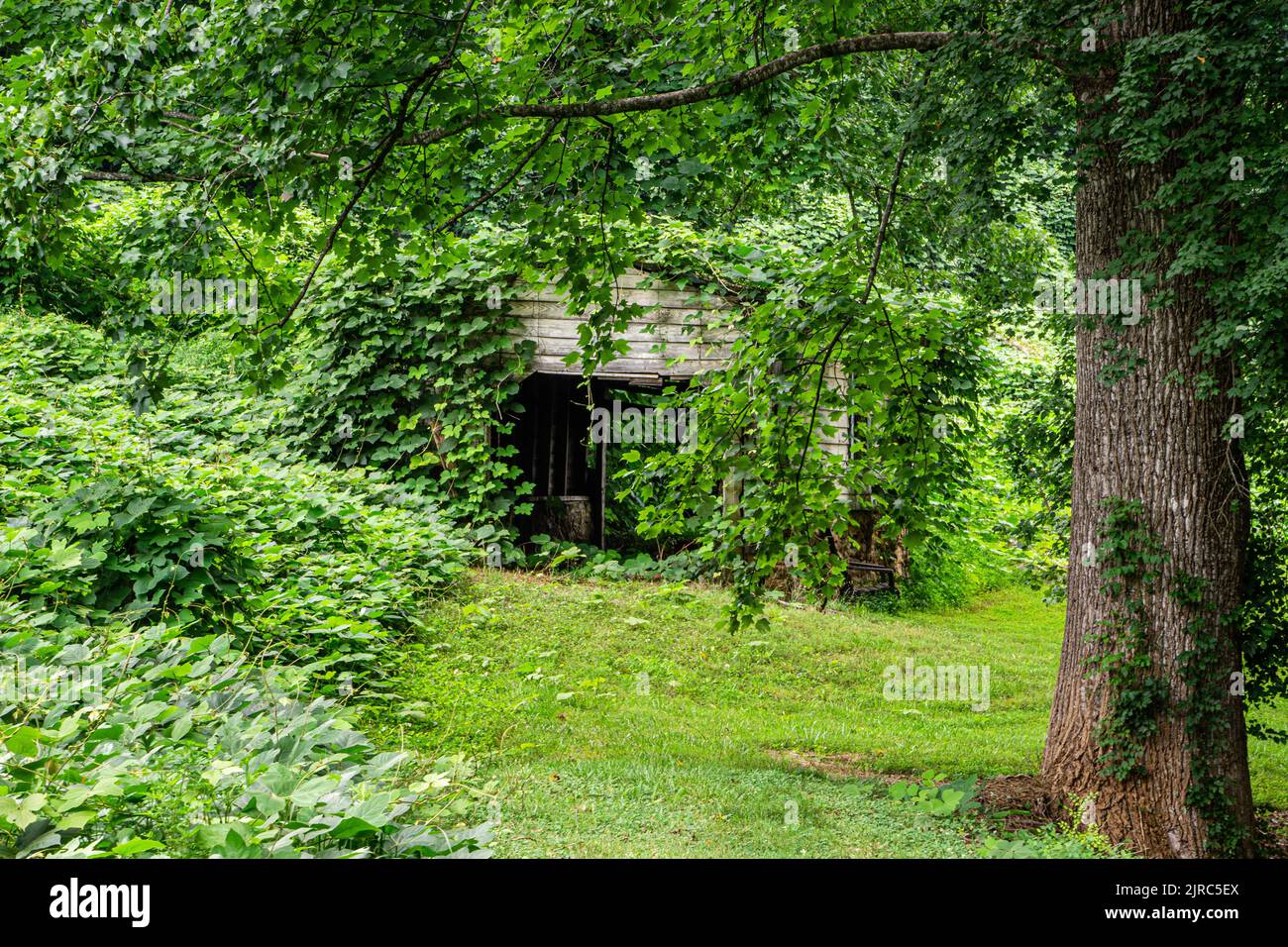Kudzu building hi-res stock photography and images - Alamy