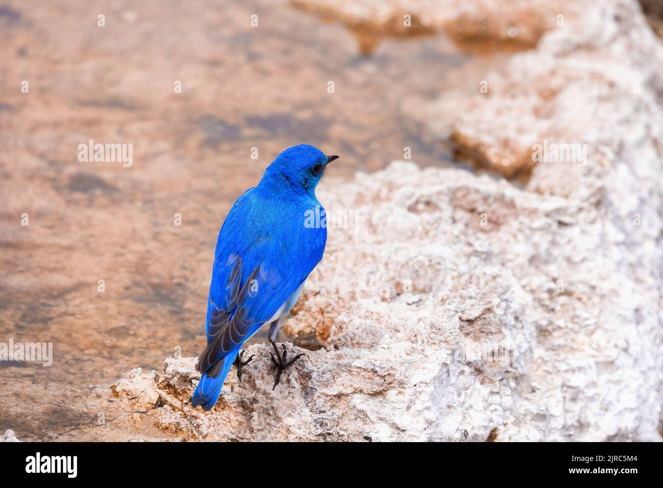 Small Colorful Bird at Hot Spring Landscape with unique ground ...