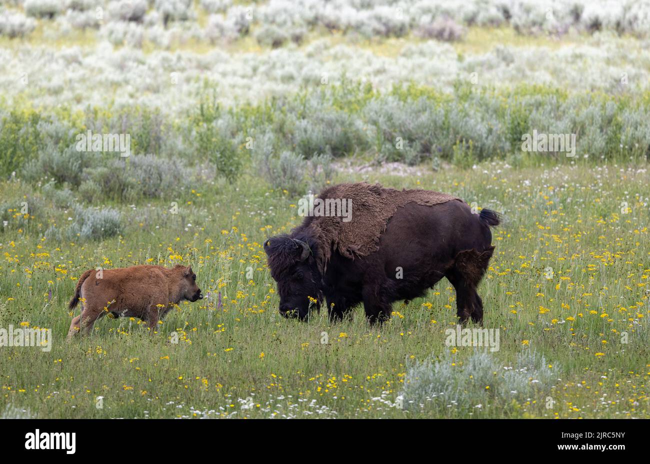 Bison Cow and Calf in Yellowstonw in Summer Stock Photo - Alamy
