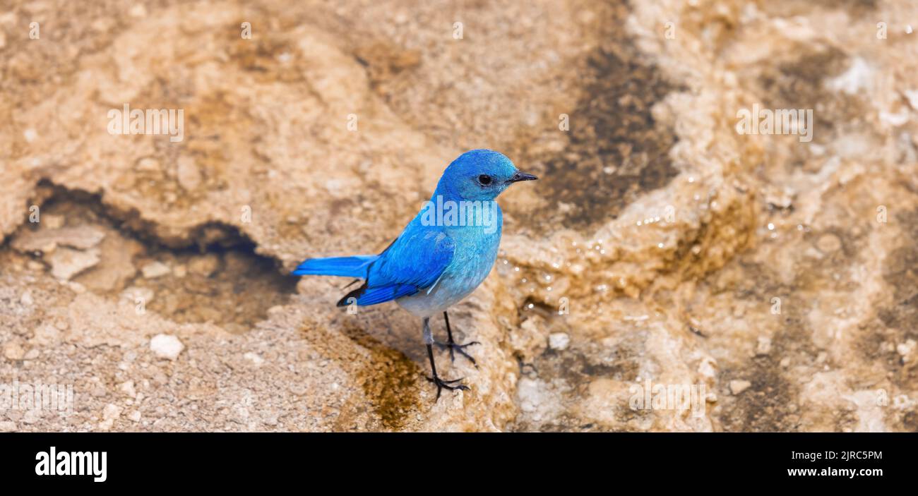 Small Colorful Bird at Hot Spring Landscape with unique ground ...