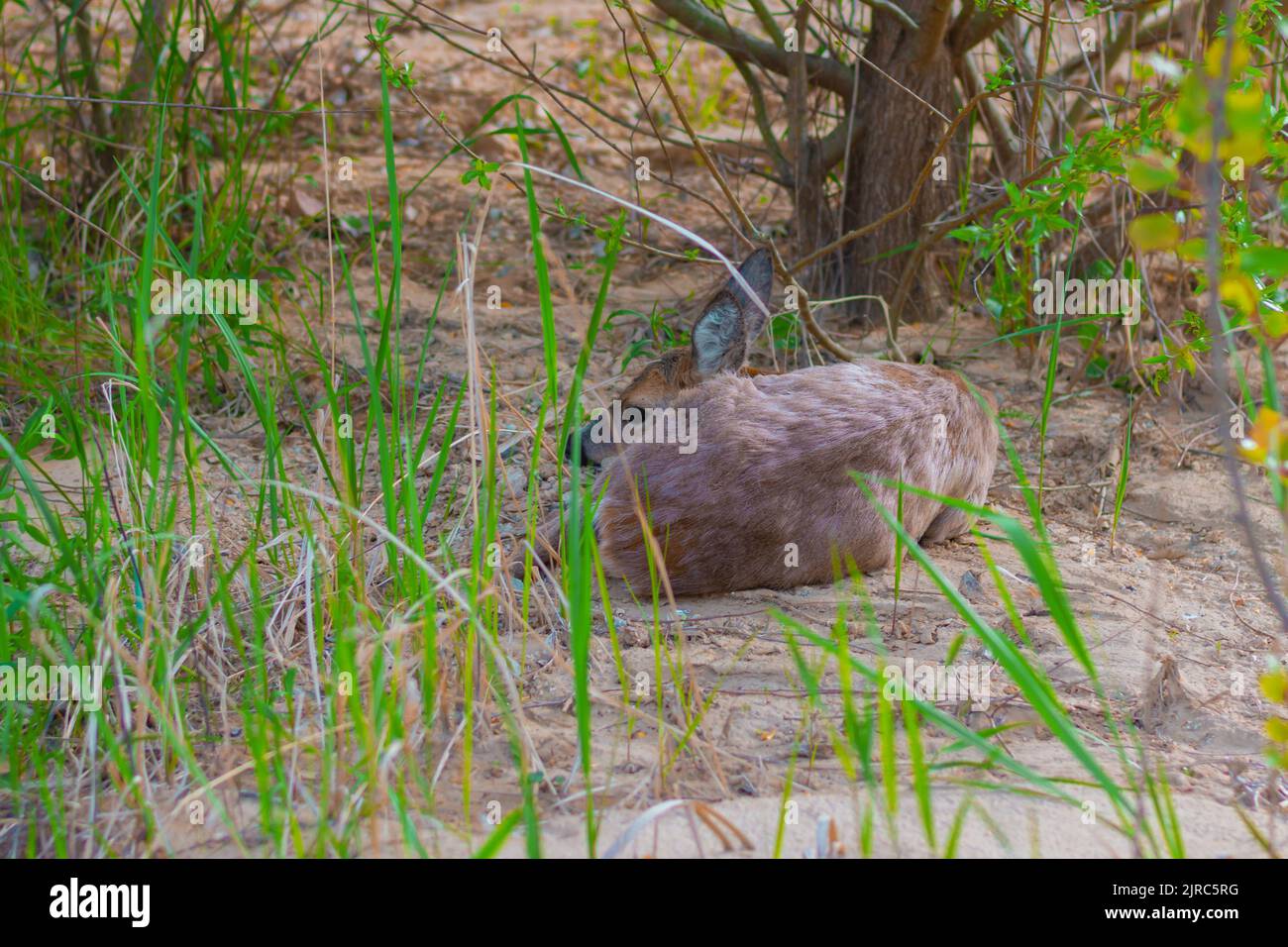 Beautiful young deer in middle hi-res stock photography and images - Alamy