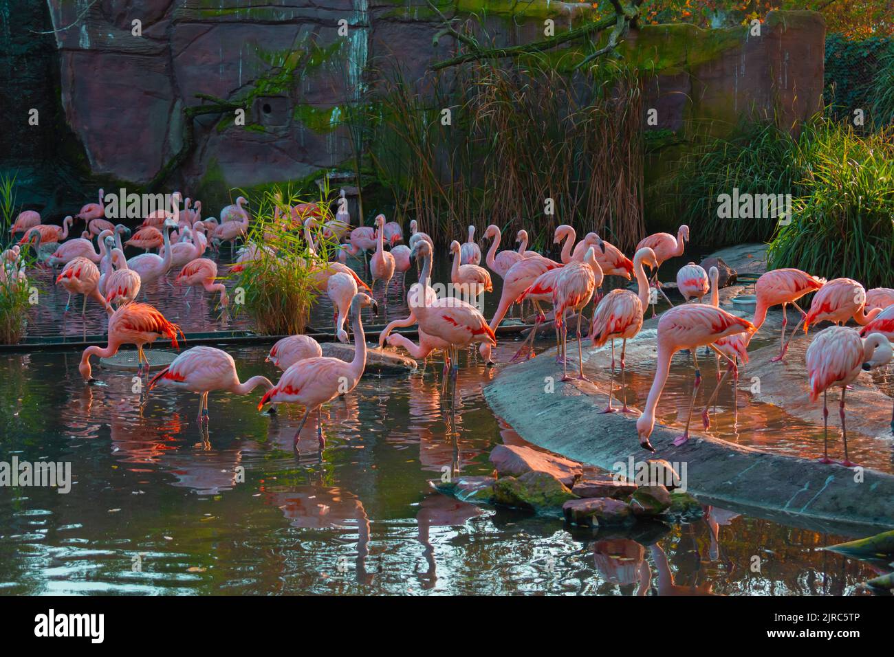 Pink Flamingos In The Water - Within Zoo Stock Photo - Alamy