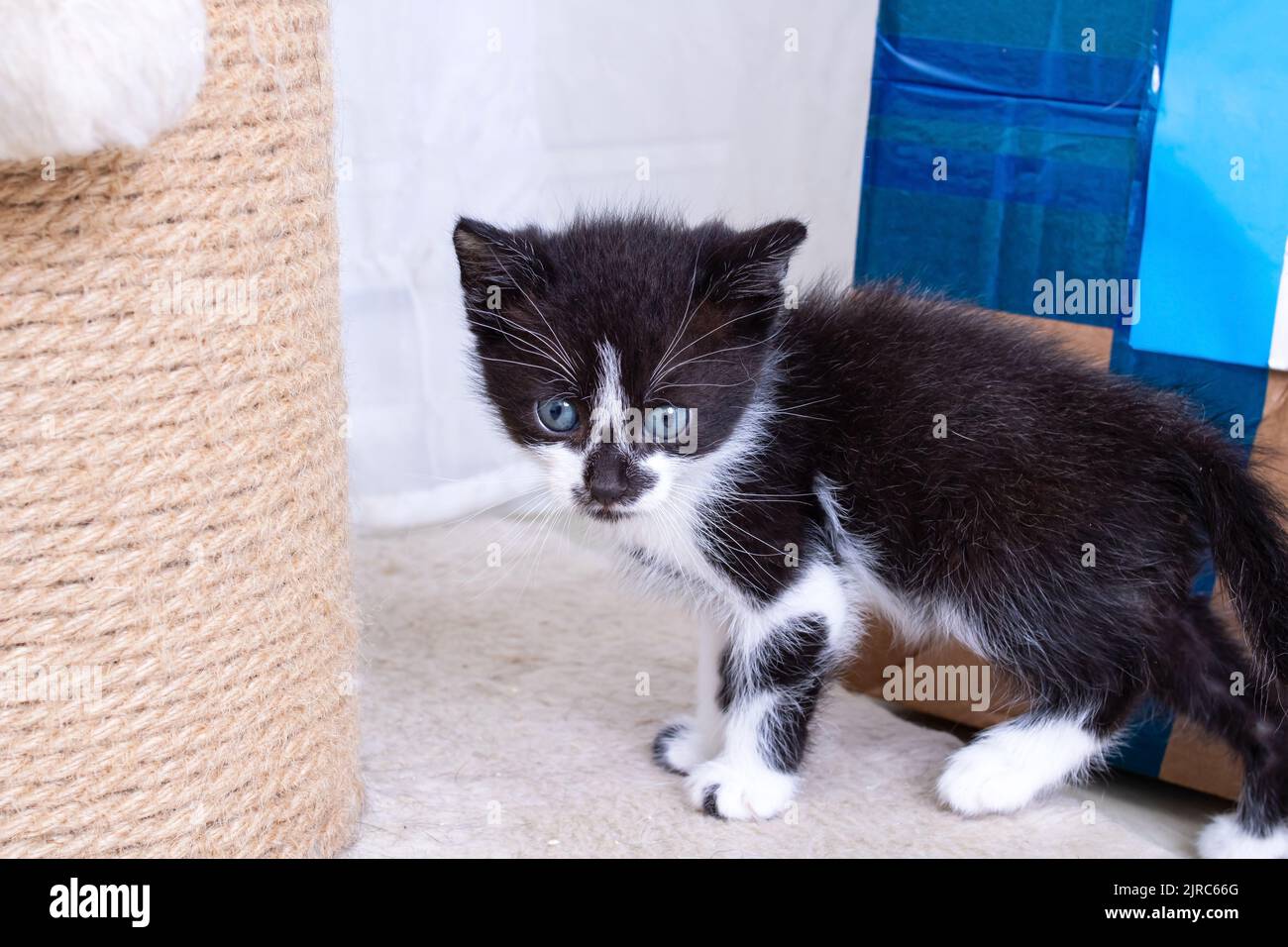 Little fluffy kitten playing with a box Stock Photo - Alamy