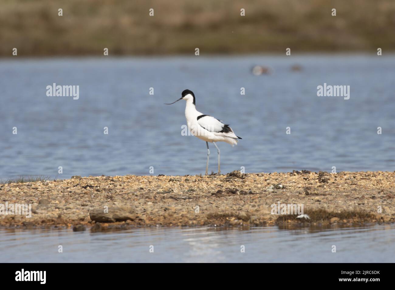 Avocet black and white hi-res stock photography and images - Alamy