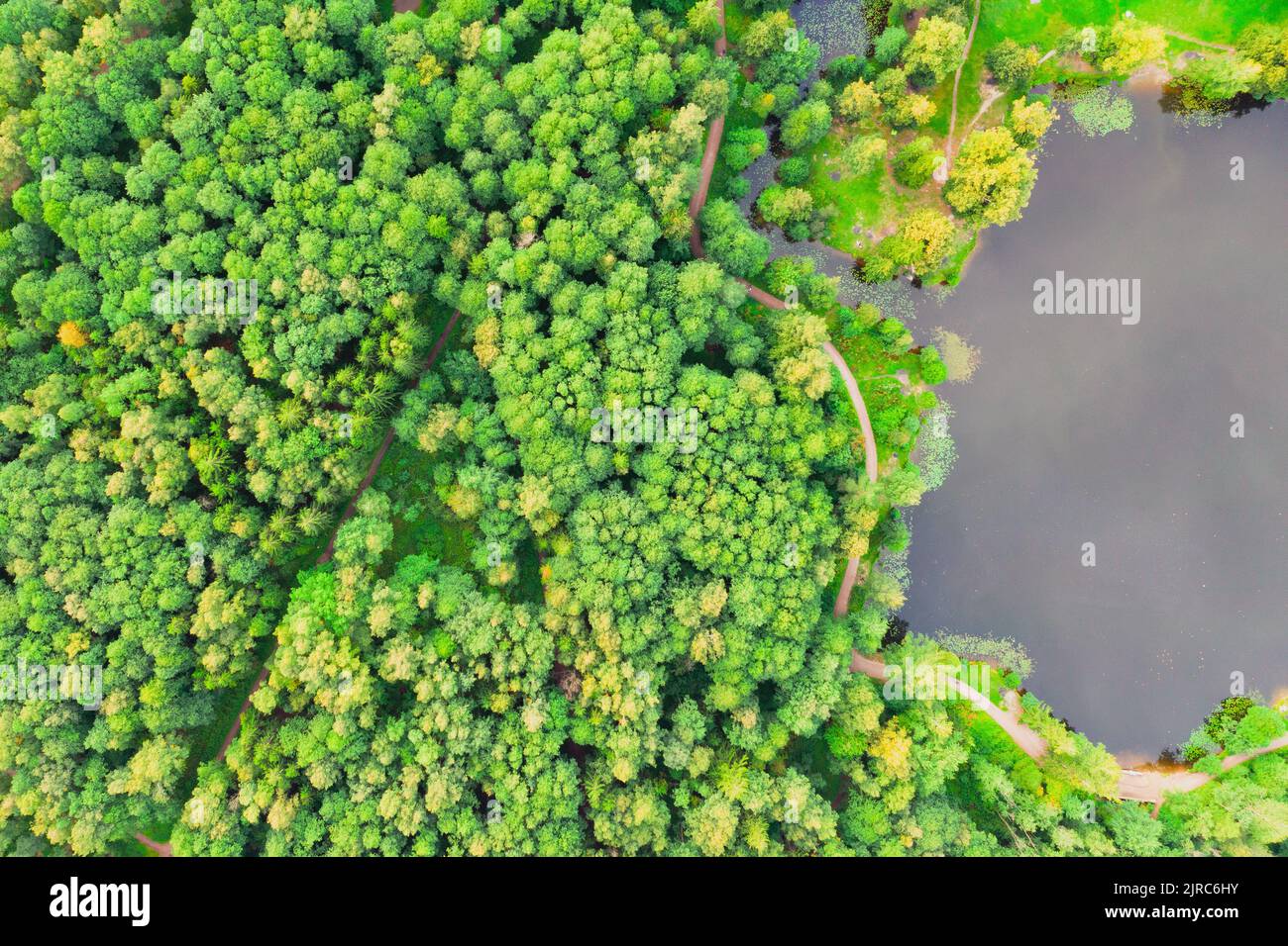 Aerial view of beautiful dense forest of mixed trees near a pond Stock ...