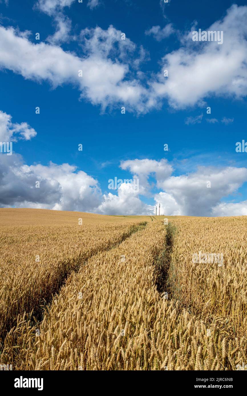 Field of wheat in Berwickshire, Scottish Borders, UK Stock Photo - Alamy