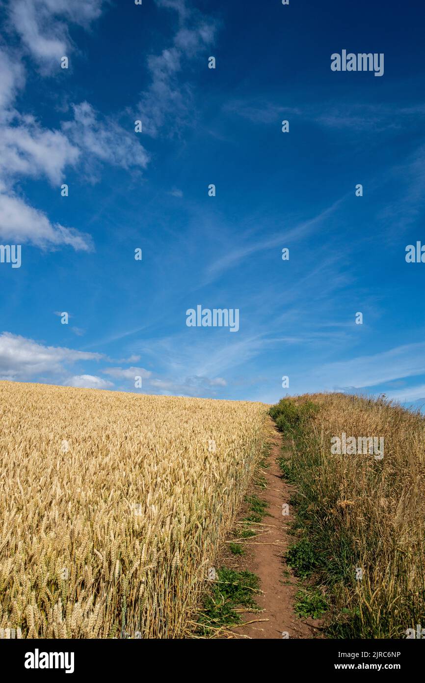 Field of wheat in Berwickshire, Scottish Borders, UK Stock Photo - Alamy