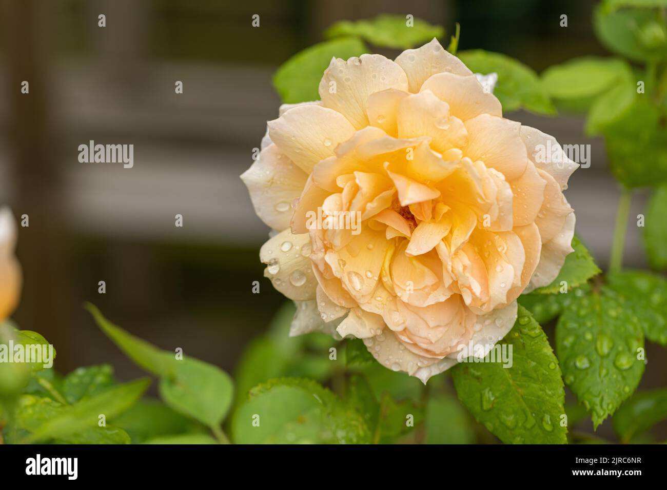 A beautiful apricot / yellow rose called Rosa Bathsheba. A David Austin ...