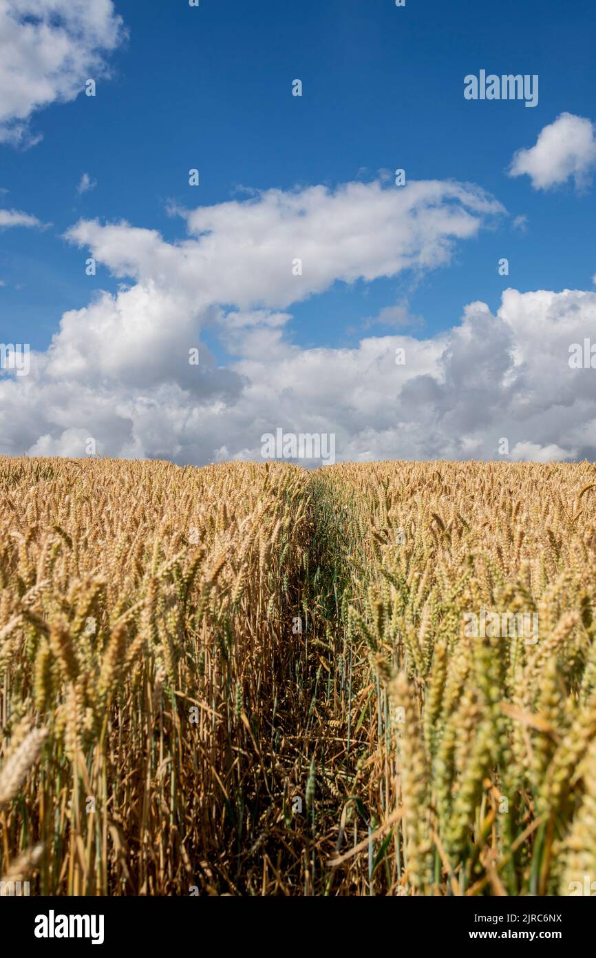 Field of wheat in Berwickshire, Scottish Borders, UK Stock Photo - Alamy