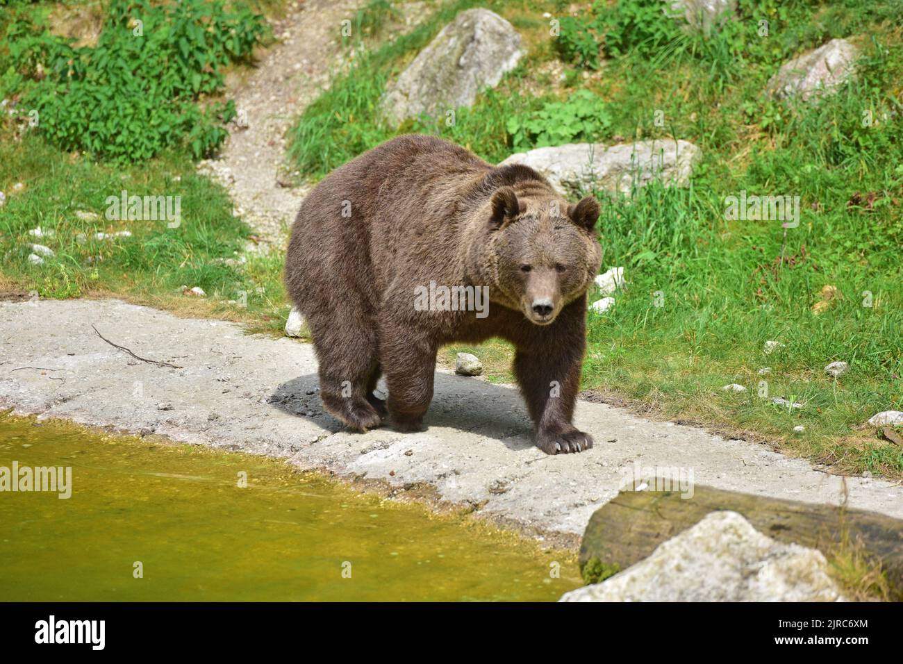 Braunbär im Wildpark in Grünau im Almtal, Österreich - Brown bear in ...