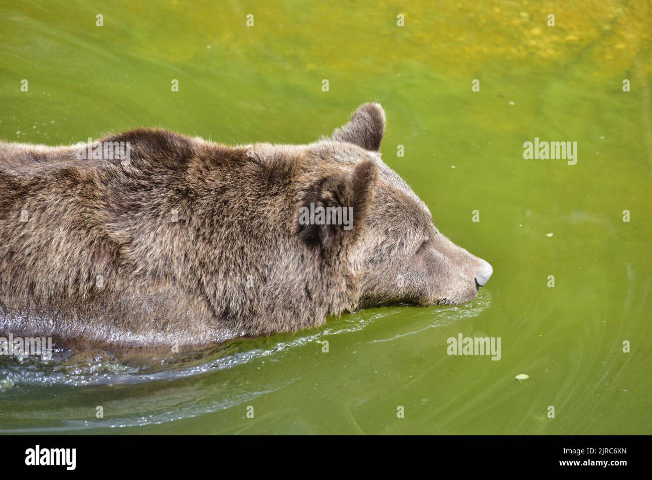 Braunbär im Wildpark in Grünau im Almtal, Österreich - Brown bear in ...