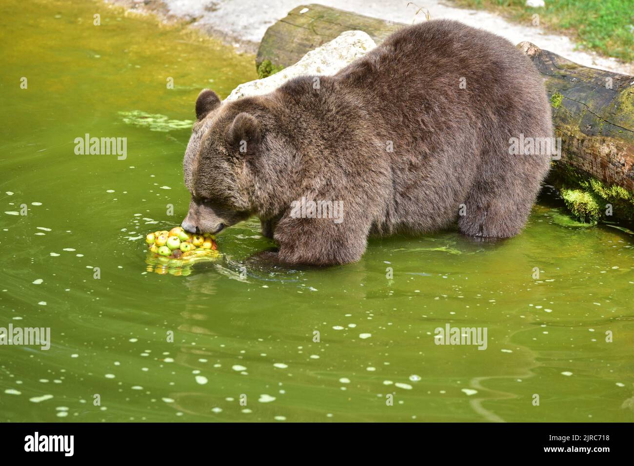 Braunbär im Wildpark in Grünau im Almtal, Österreich - Brown bear in ...