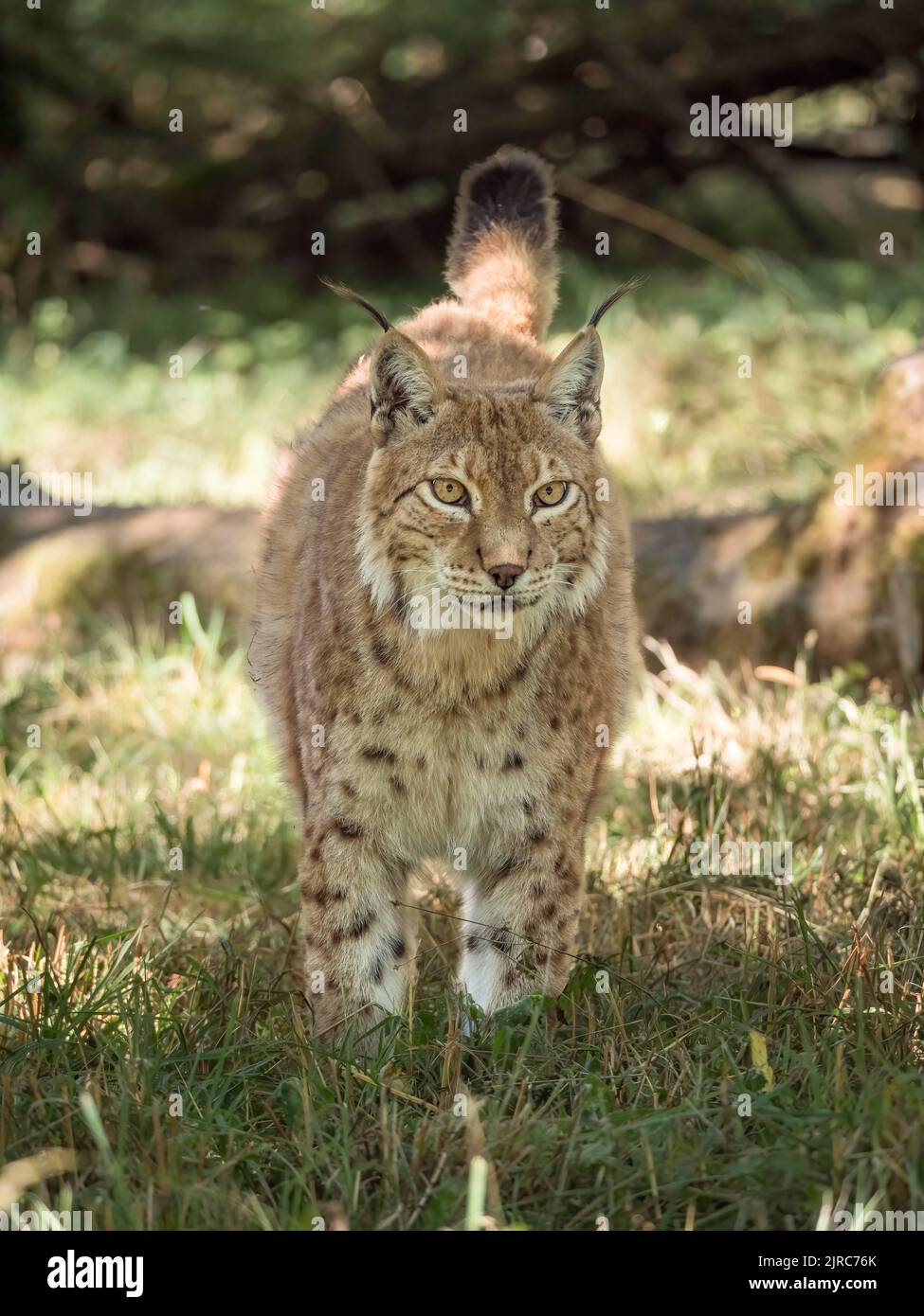 Boreal big cat hi-res stock photography and images - Alamy