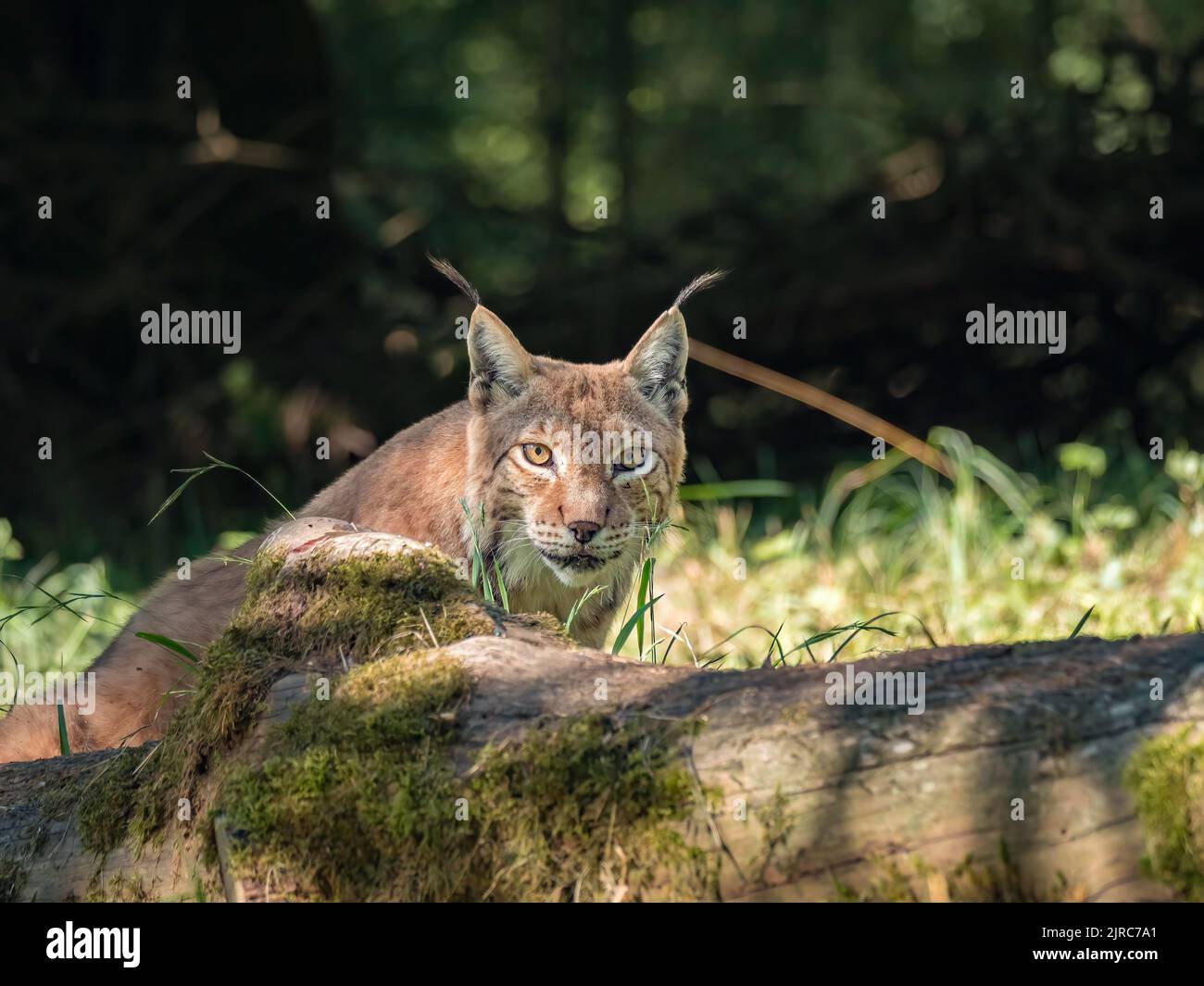 Lynx wildcat hi-res stock photography and images - Alamy