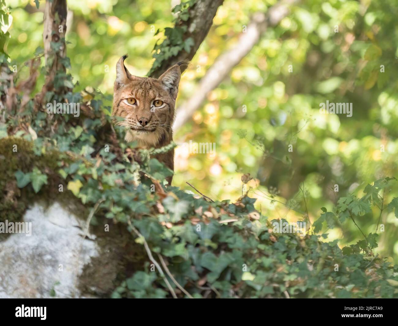 Boreal big cat hi-res stock photography and images - Alamy