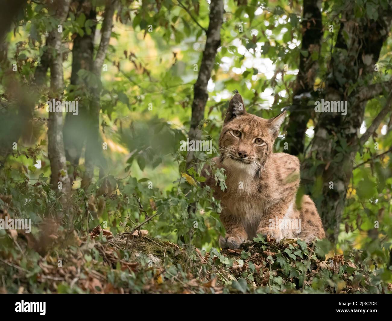 Lynx wildcat hi-res stock photography and images - Alamy