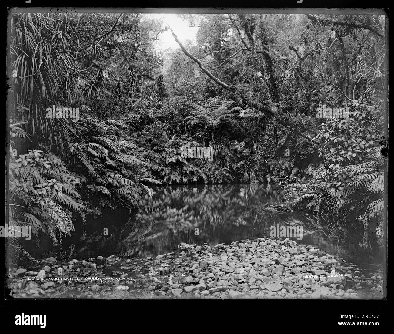 Waitakerei Creek, Auckland, New Zealand, by Burton Brothers Stock Photo ...